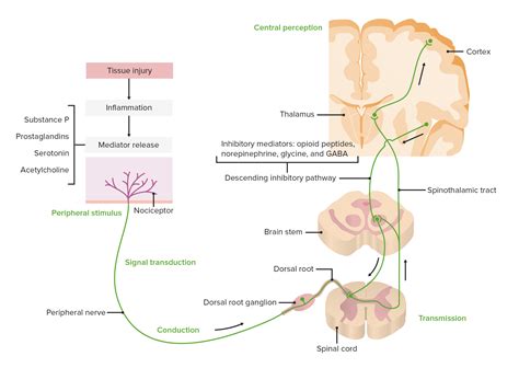Image result for Pain Management Pathways