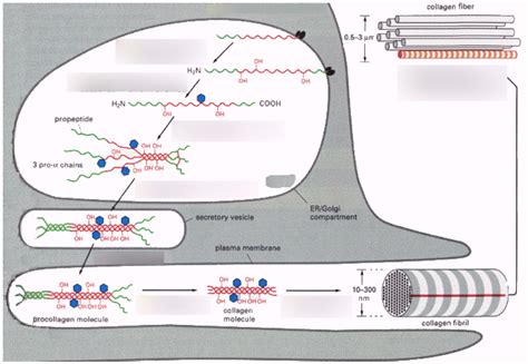 Collagen Synthesis Diagram | Quizlet