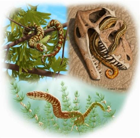 Image result for Snakes Origins Explained