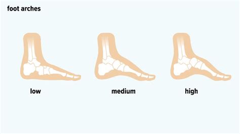 Image result for Different Types of Toes