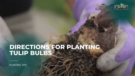 Image result for Tulip Planting Tips