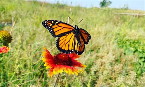 Image result for Bulk Density Soil Sampler