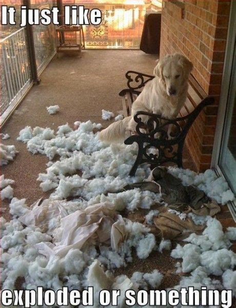 Image result for Exploding Dogs Just for Laughs