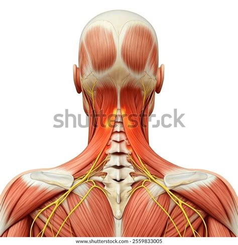 Image result for Human Body Neck Muscles