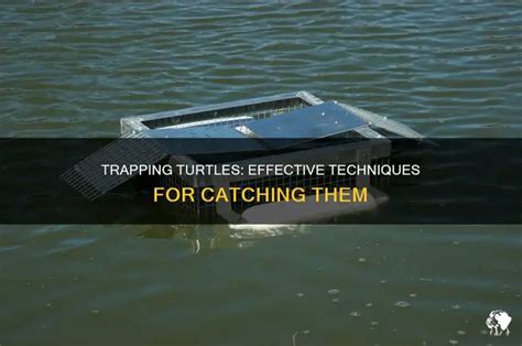 Image result for How to Build a Turtle Trap