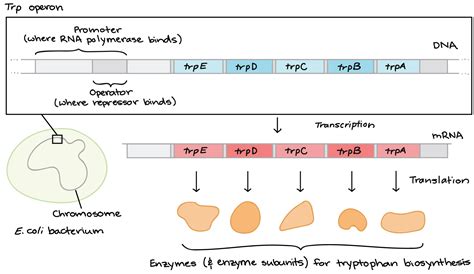 Image result for Operon System