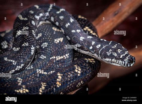 Image result for Diamond Python