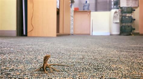 Image result for Lizard In-House