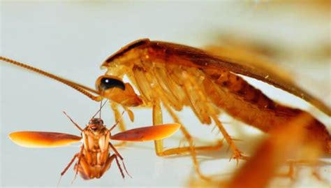 Image result for The Flying Cockroach Attack Comple