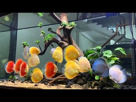Image result for Most Expensive Discus Fish