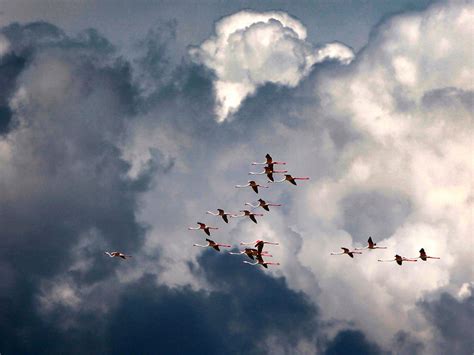 Image result for Dhola Programme