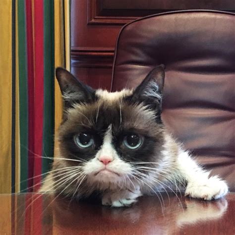 Image result for Grumpy Cat Humor
