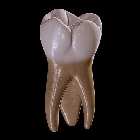 Image result for Maxillary First Molar