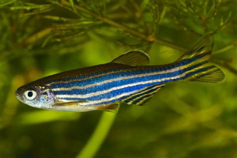 Image result for Zebra Fish