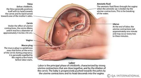 Image result for Childbirth Explained