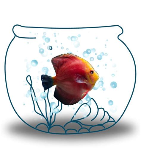 Image result for Red Melon Discus