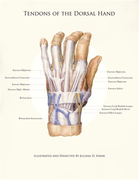 Image result for Hand Dissection