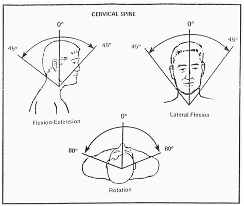 Image result for Normal Neck Rotation