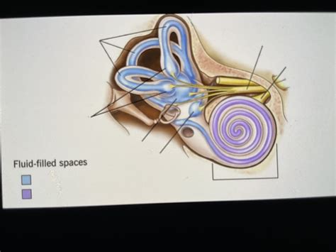 Image result for Inner Ear Shutterstock Exploding Box