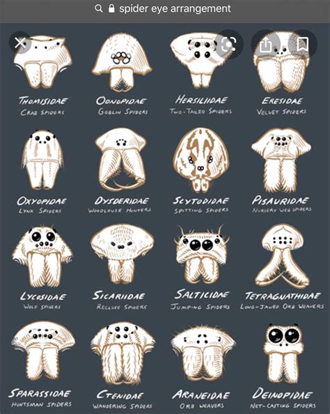 Image result for Identifying Spiders