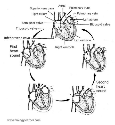 Cardiac Cycle and its Phases