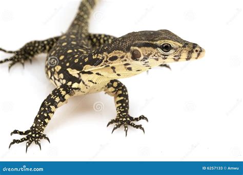 Image result for Water Monitor Lizard