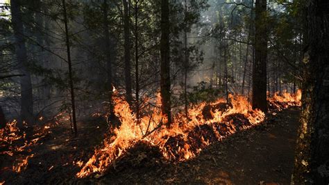 Image result for Firefighting Colleges