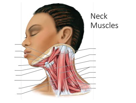 Image result for How to Build Neck Muscles Chart