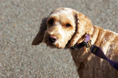 Image result for Cockapoo Caring