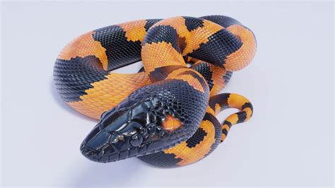 Image result for Ringed Python