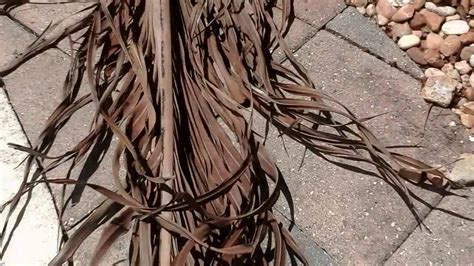 Image result for Easy Homemade Lizard Traps