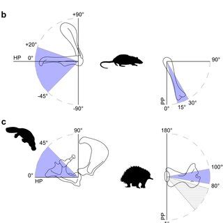 Image result for Excursion Anatomy