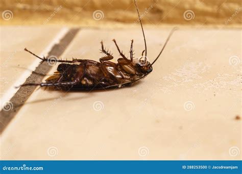 Image result for Cockroach On Its Back