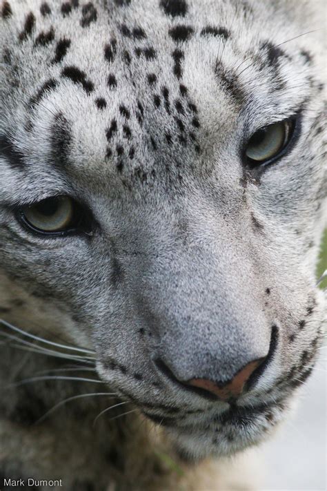 Snow Leopard Eyes