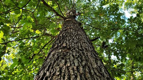 Image result for Live Oak Tree Planting Tips