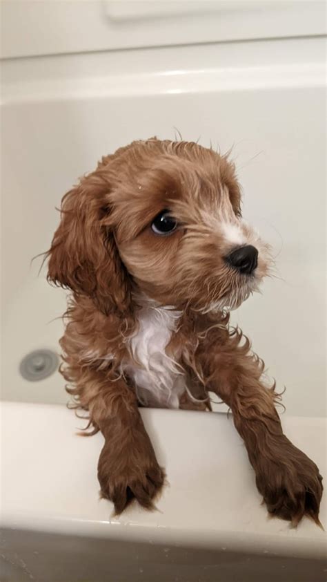Image result for Cavapoo First Bath