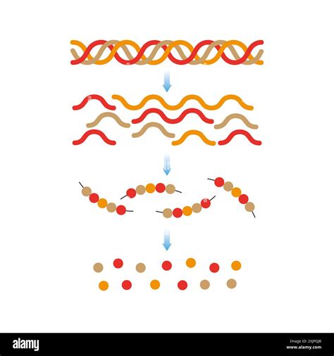 Image result for Collagen Structure
