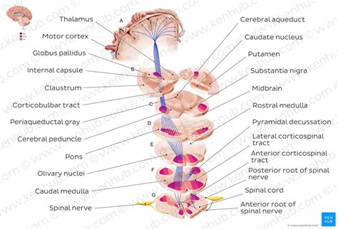 Image result for Extrapyramidal System Pathway