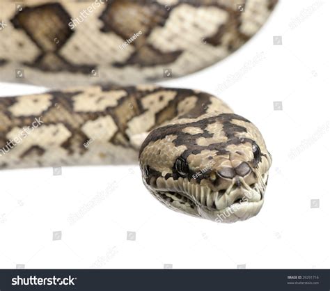Image result for Top-End Carpet Python