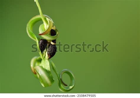 Image result for Slow Motion Exploding Seeds