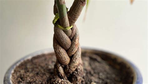 Image result for How to Braid a Money Tree