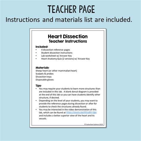 Image result for Human Heart Dissection