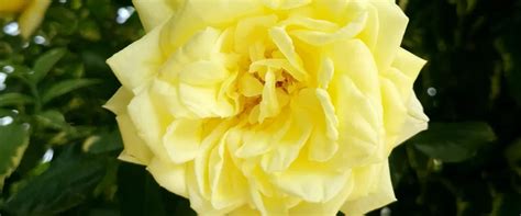 Image result for Rose Bush Problems
