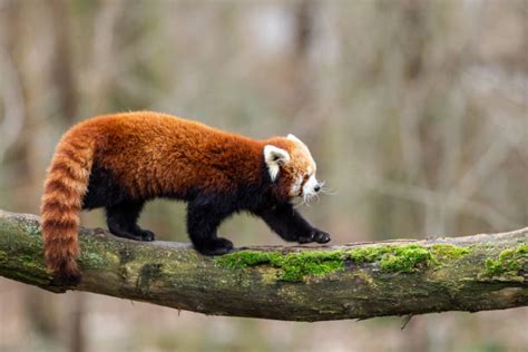 Image result for Red Panda Side View