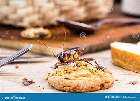 Image result for Cockroach Eating Food