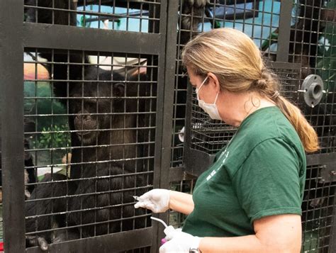 Image result for Chimps Tutorial