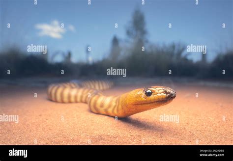 Image result for Woma Python