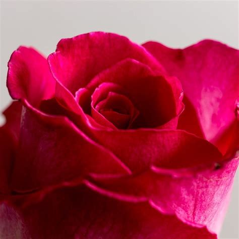 Image result for Using Macro Extension Tubes