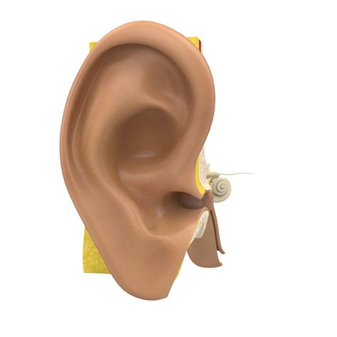 Image result for Ear Dissection