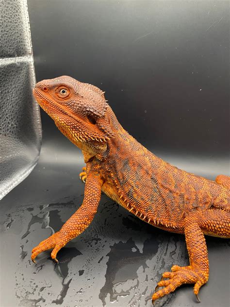 Image result for Ruby Red Monster